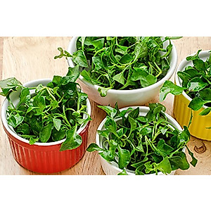 200+ Watercress Seeds Heirloom Non-GMO Delicious Superfood! Easy to Grow! from USA