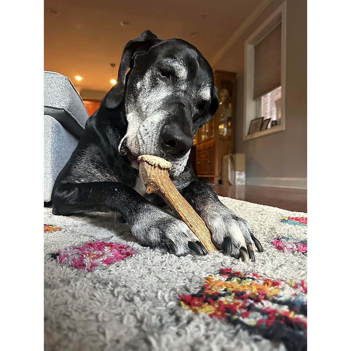 WhiteTail Naturals | Deer Antlers for Extra Large Dogs - (Jumbo-XXL) - Naturally Shed, Long Lasting Chew Bone for Aggressive Chewers