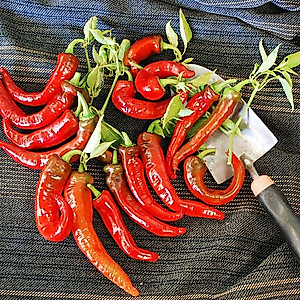 30+ Italian Jimmy Nardello's Sweet 12" Long Pepper Seeds, Heirloom Non-GMO, Prolific, Juicy, Delicious! from USA