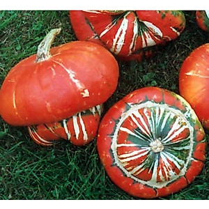Turks Turban Gourd Squash Seeds for Planting, 25+ Heirloom Seeds Per Packet, (Isla's Garden Seeds), Non GMO Seeds, Botanical Name: Cucurbita Maxima 'Turban', Great Decoration or Gift