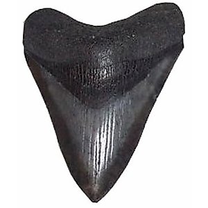 Megalodon Shark Tooth