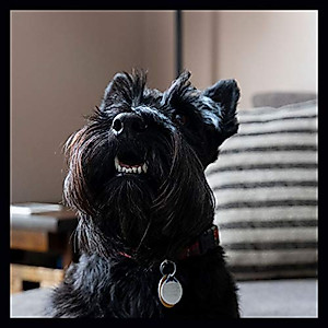 TriNova Off Furniture Spray - Deterrent for Pets, Cats, Dogs, Puppies, Kittens - Anti-Scratch Rosemary, Ginger, Geranium, Lemongrass Training Aid