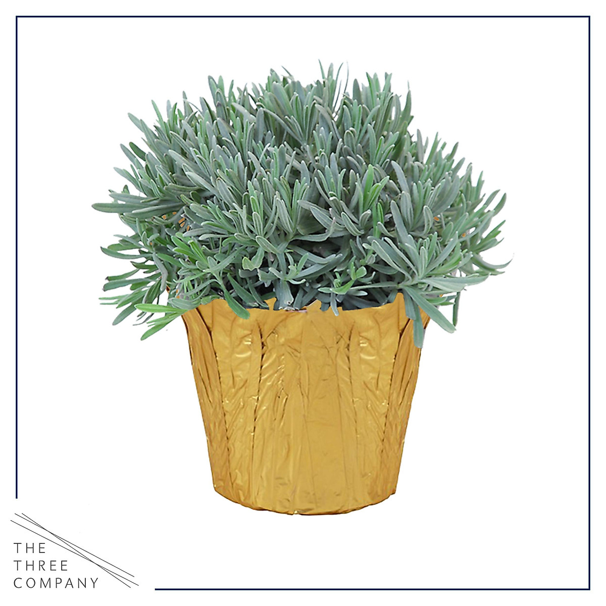 Live Aromatic and Healthy Herb - Lavender, Improves Sleep Quality, Wrapped in Deco Cover, 14" Tall by 6" Wide in 1.25 Quart Pot