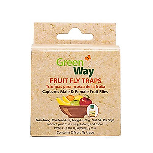 Greenway Traps Fruit Fly Trap (24 Traps) - Indoor and Kitchen Fruit Fly Trap - Eliminates Fruit Fly Infestations - Eliminate Adult Fruit Flies