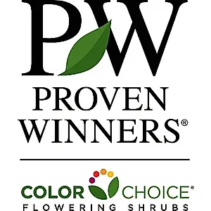 Bloomerang® Dark Purple Lilac - Syringa - Proven Winners - 4" Pot