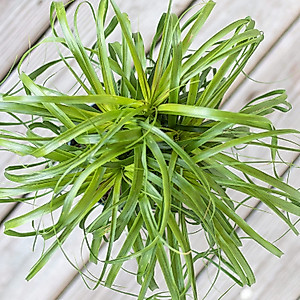 United Nursery Ponytail Palm Live Bonsai Plant, Elephants Foot Indoor Outdoor Easy Care, Low Maintenance House Plant in 6 inch Terracotta Décor Pot, Fresh from Our Farm