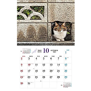 そとねこ (インプレスカレンダー2022)