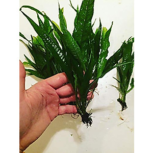 Java Fern Bare Root | Microsorum Pteropus - Low Light Freshwater Aquarium Plant