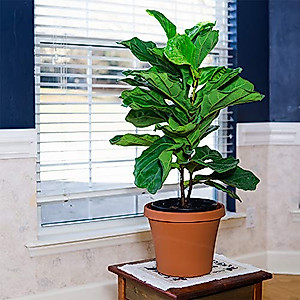 Perfect Plants Liquid Fiddle Leaf Fig Fertilizer | 8oz. of Premium Concentrated Indoor Ficus Food | Get Big Leaves and Healthy Plants