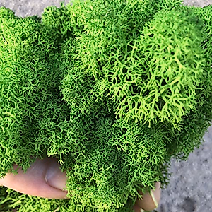prefleur Preserved Reindeer Craft Moss Natural Green DIY Kit Terrariums Gardenning Art Wall Florist Decor Easter Table Decor Wedding Decor (3 OZ)(Green-02)