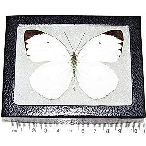 BicBugs Ascia buniae White Black Butterfly Peru Framed Real