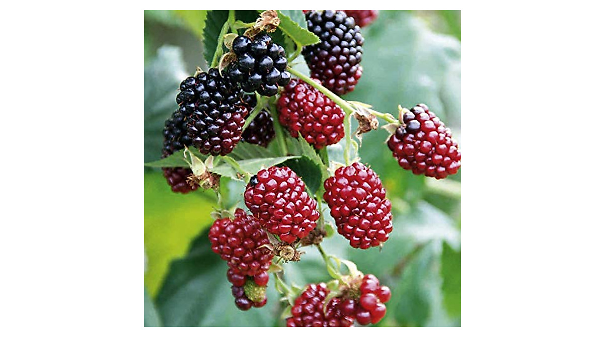 4 Boysenberry Trees - Easy to Grow Indoor Outdoor Plants