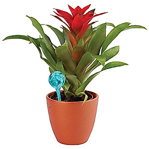 Wyndham House 3-Piece Mini Watering Globe Set, Colorful Hand-Blown Glass Plant Watering System
