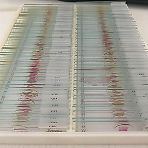 Set of 100 Microscope Prepared Typical Histology Slides for Medical Studay Education Teaching (Human Histology Slides Set (Export Standard)