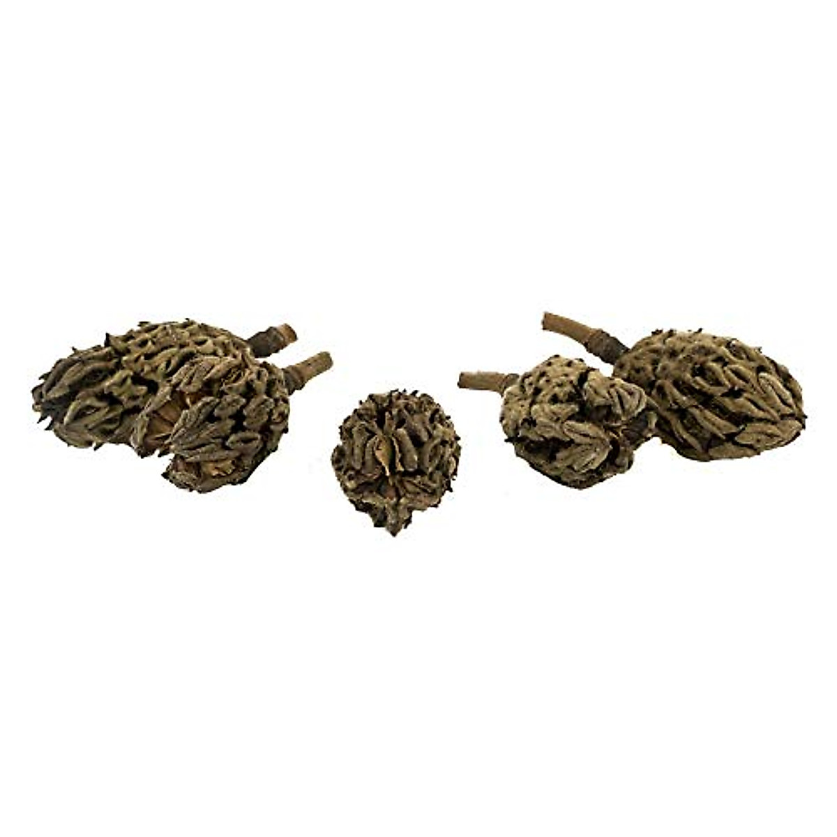 Josh's Frogs Magnolia Pods (Includes 5 Pods)