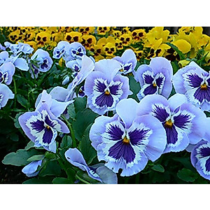 100+ Mixed Viola Pansy Mars Helen Seeds Blue Flower Perennial Garden