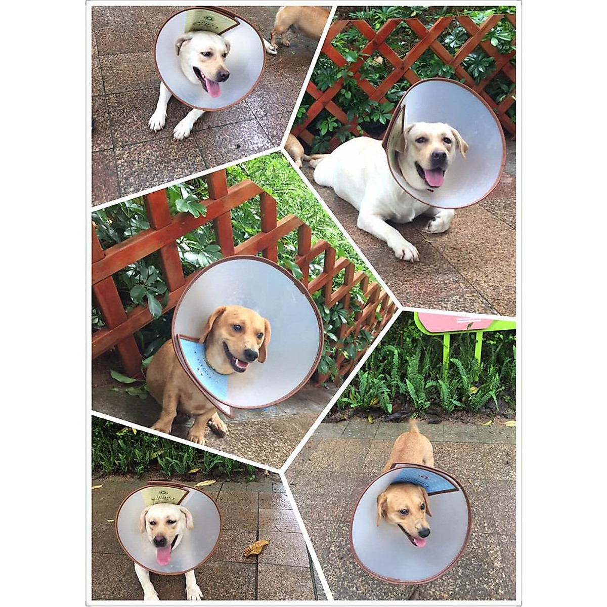 Gmaso Pet Recovery E-Collar for Pet Dogs & Cats,Professional Adjustable Recovery Collar for Surgety,Wound Healing Protection (S)