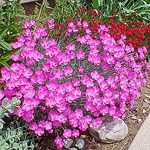 QAUZUY GARDEN 100 Seeds Pink Dianthus Cheddar Pinks Carnation Sweet William Seeds Perennial Flower Heirloom Ground Cover Easy to Grow