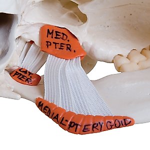 3B Scientific A24 Functional Skull wt Masticator Muscles 2-part - 3B Smart Anatomy