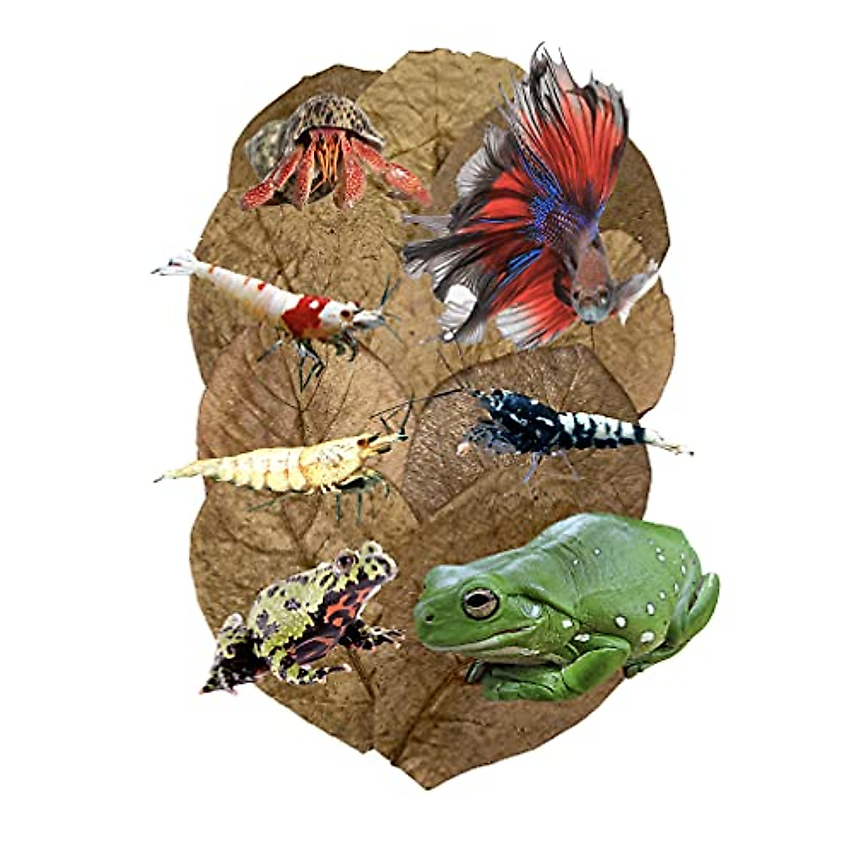 Betta/Shrimp Leaves 10 4"-6" Premium Catappa Indian Almond Leaves Natural Habitat Tannin Producing Improves Immunity, Easy to USE Awesome Aquatic