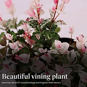 American Plant Exchange Snow & Summer Jasmine - Fragrant White Blooms, Climbing Vine, Ideal for Trellises, Gardens, and Patio Decor