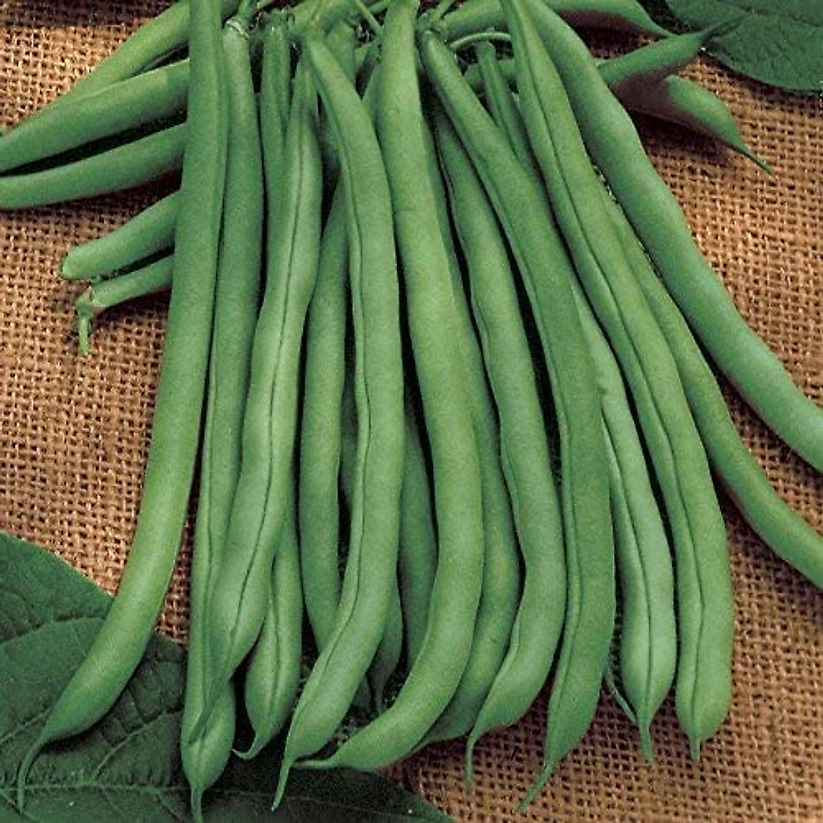 David's Garden Seeds Bean Bush Blue Lake 274 FBA-00015 (Green) 100 Non-GMO, Heirloom Seeds