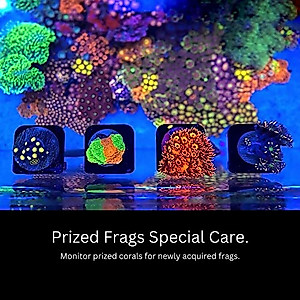 Oceanbox Designs CoralOne™ Magnetic Solo Frag Rack (Clear, 4 Pack), Single Frag Rack, Reef-Safe No-Rust 100% Waterproof Magnets, Made in USA
