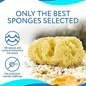 Evergreen Pet Supplies 4-Pack of Natural Hermit Crab Sea Sponges - All Natural Sponge for Crabs - Assists Safer Drinking, Provides Nutrients, Balances Tank Humidity