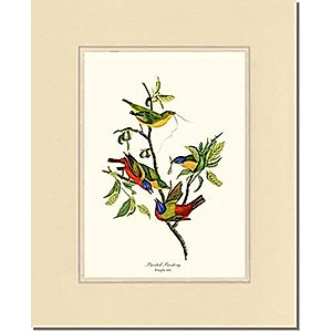 Bird Print. Vintage Painted Bunting Audubon Bird Wall Art Print - Ready to Frame 5x7 8x10 11x14