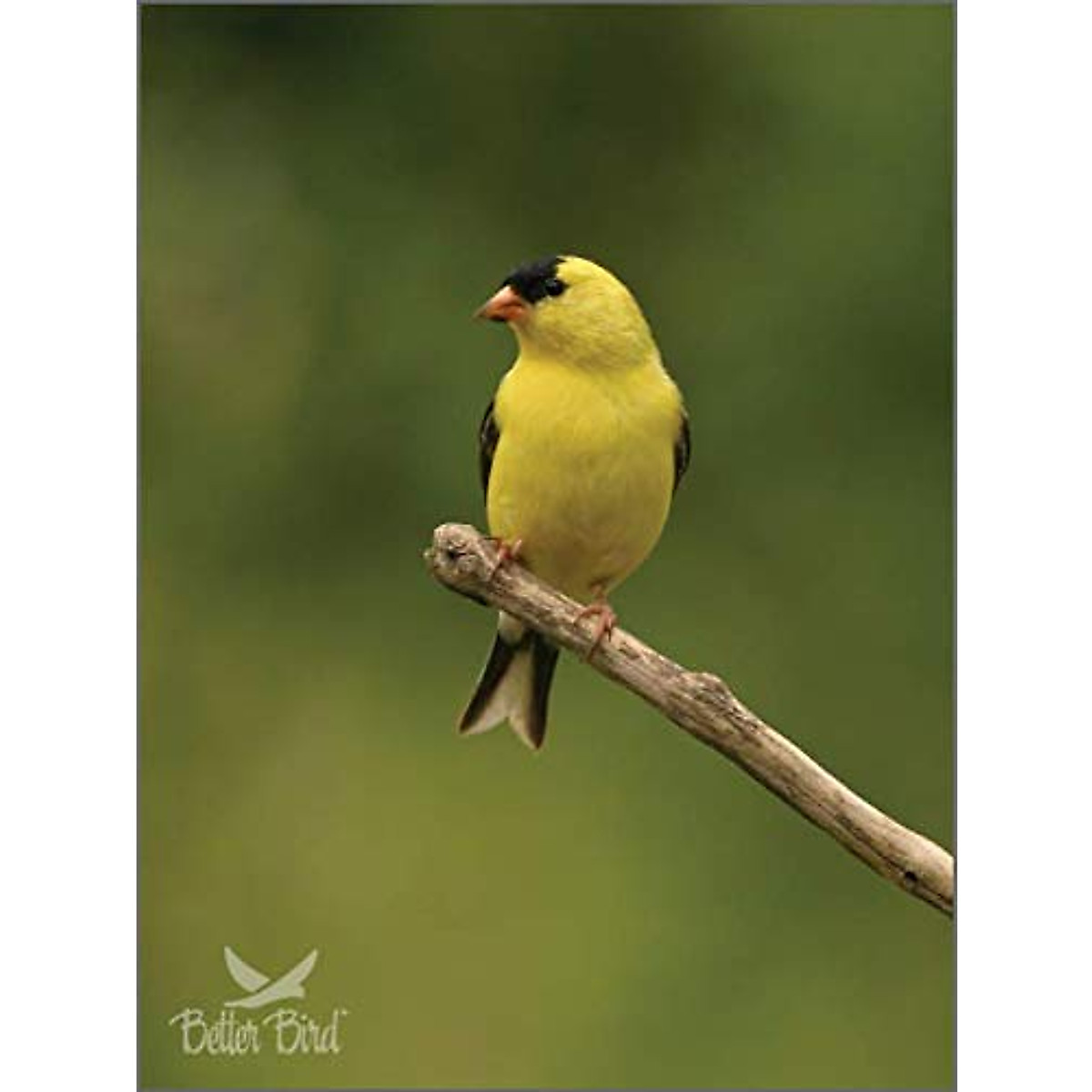 Better Bird Finch Food, 4 Lb