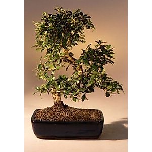 Bonsai Boy's Fukien Tea Flowering Bonsai Tree Curved Trunk - Large ehretia microphylla