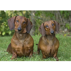 Shoot Your Dog with a Digital Camera Secrets of a Pet Photographer