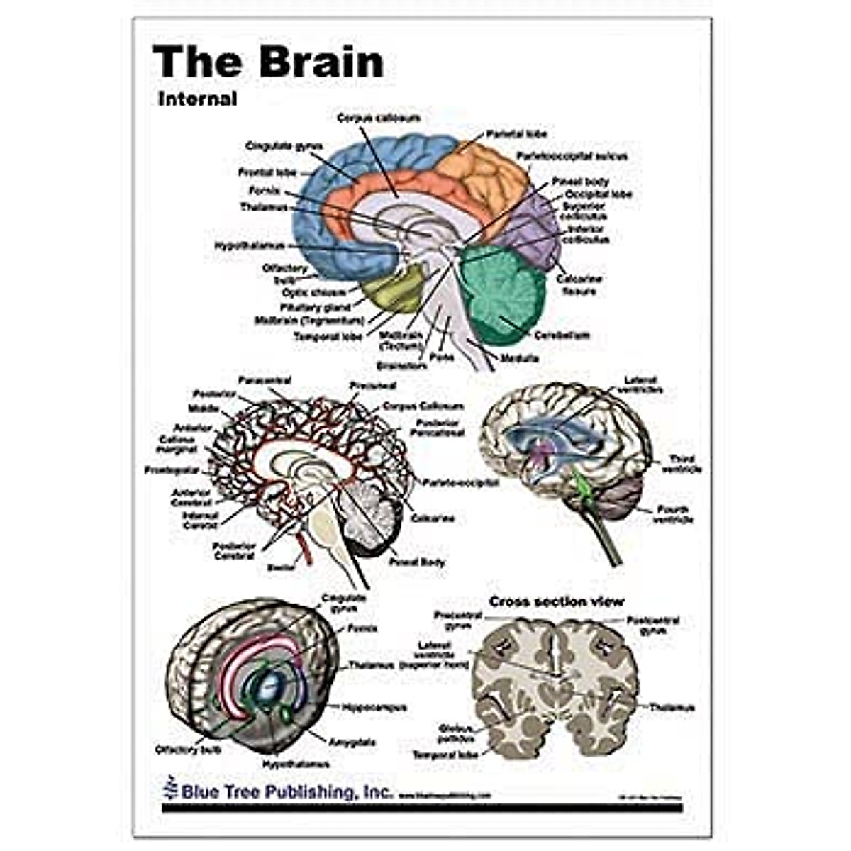 Brain Anatomical Chart