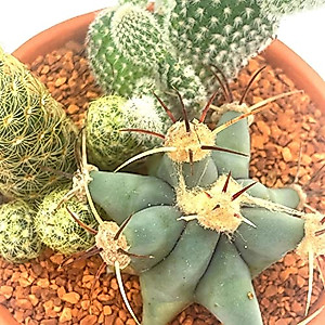 Cactus Garden, 3 Different Cacti in a 4 inch Terracotta Ceramic Pot, Dish Liner, Assorted Cacti, Variety Assortment, House Plant Gift