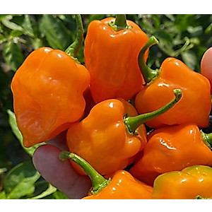 Hot Pepper Seeds for Planting - Pepper,Habanero Seeds, Red, Yellow Pepper Habanero Seeds for Planting in Garden Non GMO, Heirloom Peppers Seeds (Pepper,Habanero)