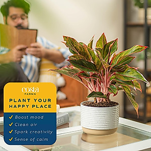 Costa Farms Chinese Evergreen, Easy to Grow Live Indoor Plant Aglaonema, Houseplant Potted in Indoors Garden Plant Pot, Potting Soil Mix, Gift for New Home, Office, Room or Home Décor, 1-2 Feet Tall