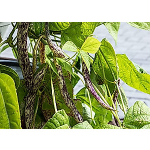 Dragon's Tongue Bush Bean Seeds for Planting, (Dragon Langerie), 25+ Heirloom Seeds Per Packet, (Isla's Garden Seeds), Non GMO Seeds, Scientific Name: Phaseolus vulgaris, Great Home Garden Gift