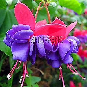 Dichondra Fresh 100 pcs Fuchsia Flower Seeds for Planting Blue