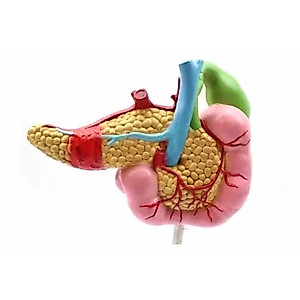 BoNew Human Duodenum Gall Bladder Disease Anatomy Medical Model Life Size
