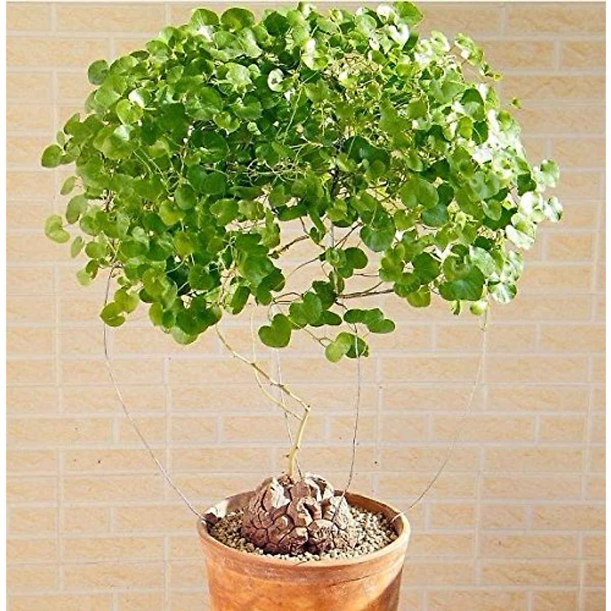 YoYoBoo DD 2016 New Available Dioscorea Elephantipes Imported Elephant's Foot Yam Seeds