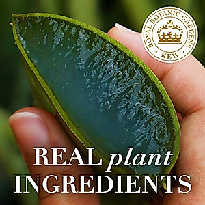 Herbal Essences Bio: Renew Mango + Potent Aloe Sulfate Free Shampoo for Curly Hair 13.5 Fl oz