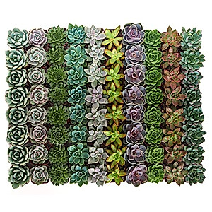 Shop Succulents | Radiant Rosette Collection of Live Succulent Plants, Hand Selected Variety Pack of Mini Succulents | 32-Pack