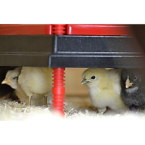 RentACoop Chick Brooder Heating Plate and Anti-Roost Cone Set - Brooder Heat Plate Warms Up to 20 Chicks - Chick Heater with 25 Adjustable Heights and 22 Watts - Safer Than Heat Lamps - 12" x 12"