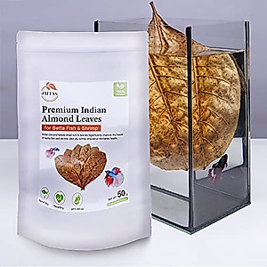 JAITAN Premium Indian Almond Leaves – Water Conditioner, Benefits with Fish Fin Color Enhancement, Effective Breeding of Betta Fish & Shrimp, 8-10 Inches, 50g (20+ Leaves/Pack)
