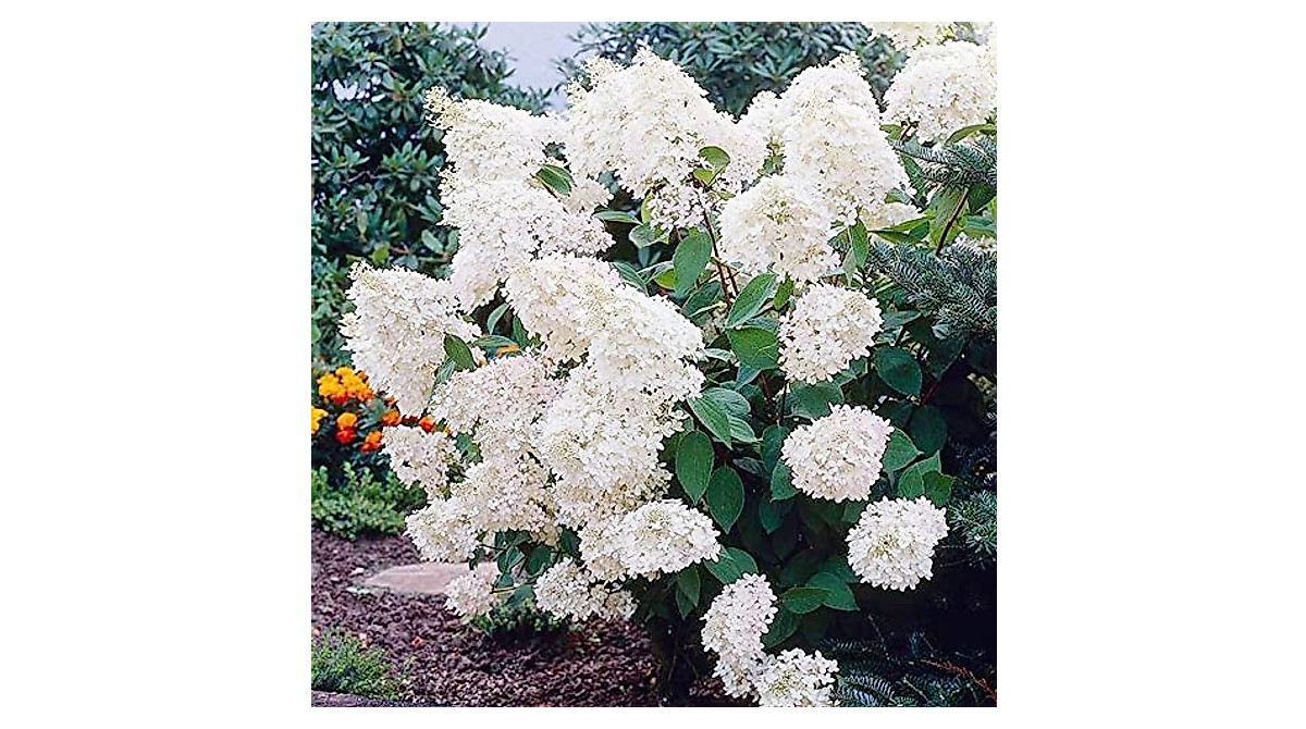 Grow Stunning Pee Gee Hydrangea Seeds - QAUZUY GARDEN