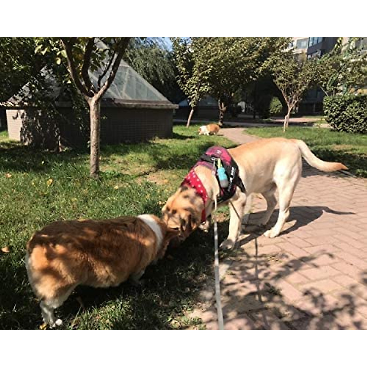 YUCHIYA Dog Poop Bag Dispenser with Flashlight|Dog Poop Bag Holder with Leash Clip|Hands-Free Leash Poop Bag Holder with Straps and 1 Roll Dog Waste Bags (Crystal Blue)