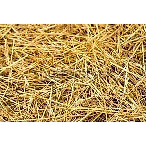 Premium Garden Straw (4 LBS) - Straw Mulch That is Designed for Use in Compost Beds, Gardens, Pet Bedding, Lawns and Much More. by Home and Country USA
