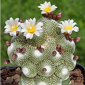 QAUZUY GARDEN 50 Rare Cactus Seeds Blossfeldia Liliputiana - Exotic Perennial Succulent Plants Seeds - Striking Houseplant Indoor Outdoor Container Plant