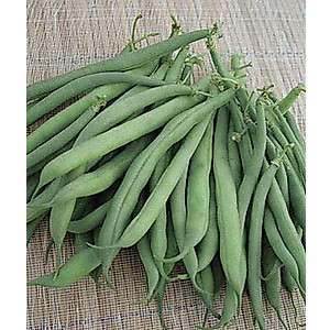 Burpee Stringless Green Bean Seeds for Planting, 50+ Heirloom Seeds Per Packet, (Isla's Garden Seeds), Non GMO Seeds, Botanical Name: Phaseolus vulgaris, 85% Germination Rates, Great Home Garden Gift