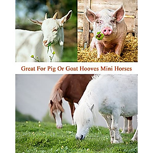 8 inch Farrier Hoof Tool Kit（5 Piece） Mini Rasp Hoof File Goat Pig Equine Metal Shears Farriers Hoof Nipper Cutter Handle Knife Stable Supplies